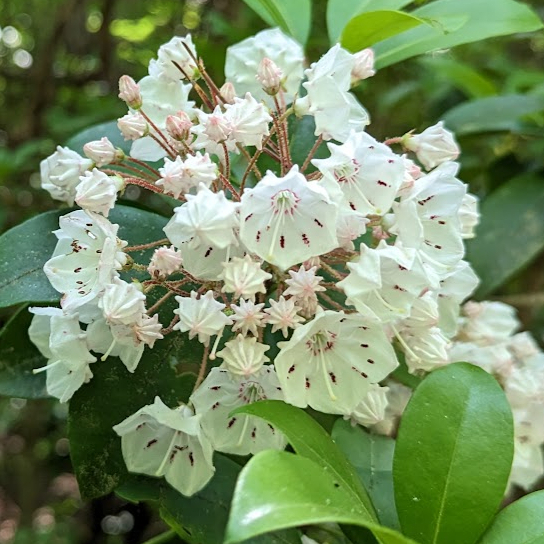 Mountain Laurel – Spirit Reflections