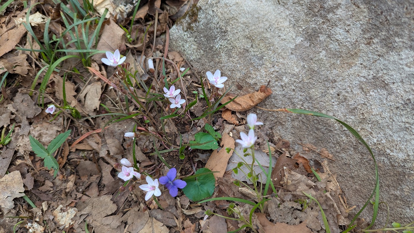 Spring Ephemerals – Spirit Reflections